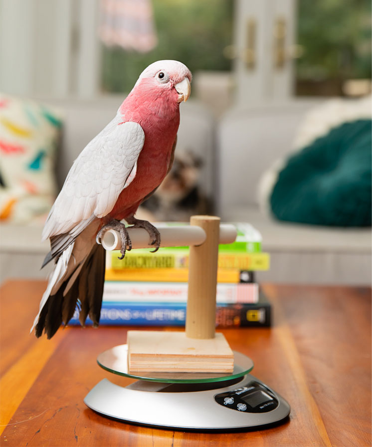 Barton Bird Care / Bird Boarding Saline Ann Arbor Dexter Chelsea MI