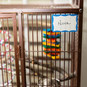 Boarding - Barton Bird Care